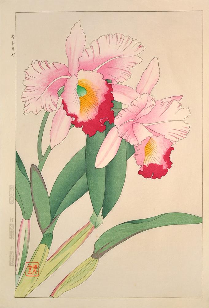 Cattleya Orchid Drawings